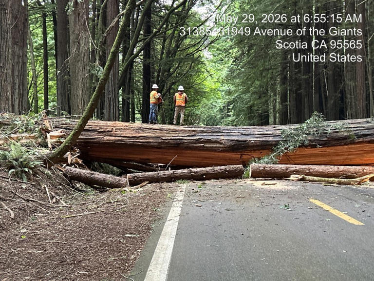 Fallen giant redwood blocks California highway