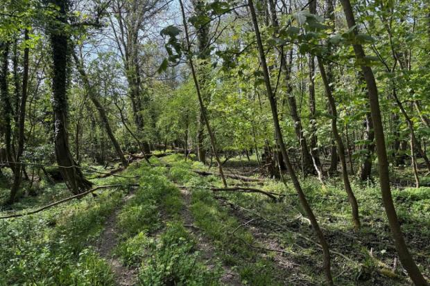Patch of Hampshire woodland set to go up for auction
