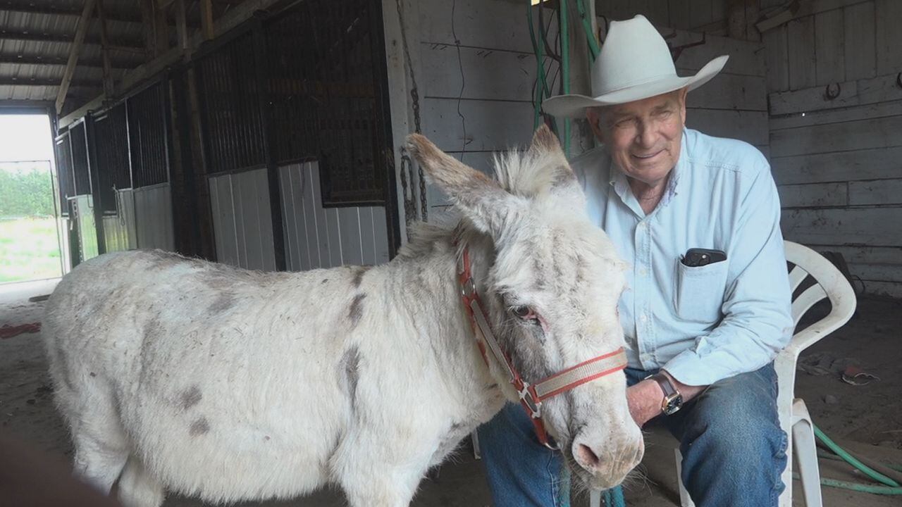 ‘We looked at the donkey’s tail, and it was gone’: Beresford break-in ...