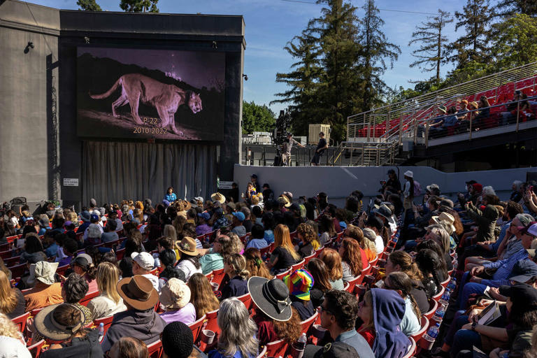 California mountain lions killed on famous LA roads within 2 days