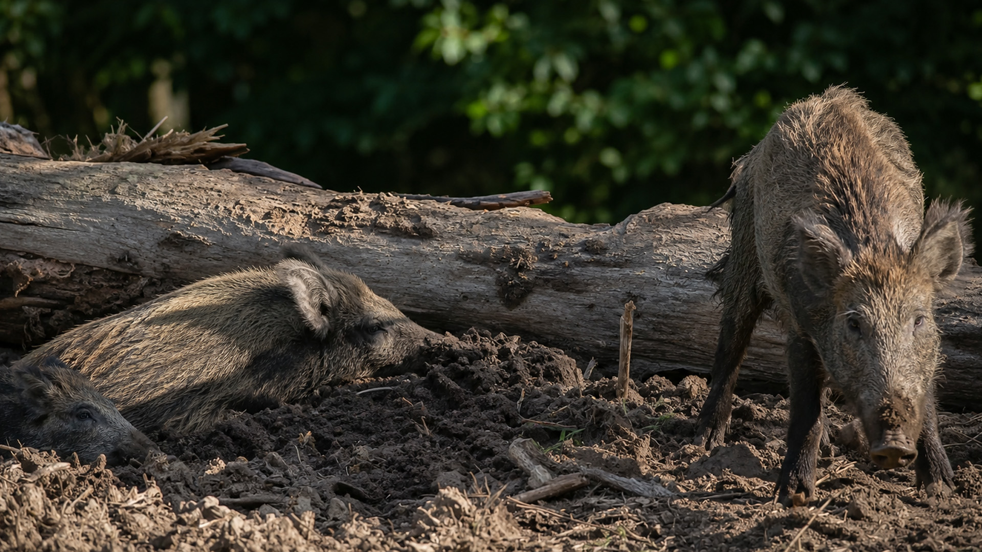 Hidden camera captures a wild boar family playing in the mud