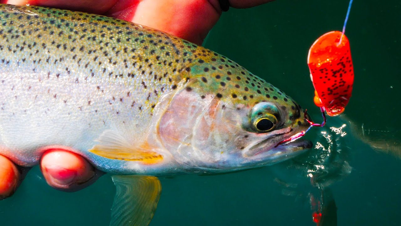 5 proven setups for catching summertime trout in rivers & lakes!