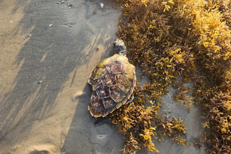 One of Texas' rarest sea turtles has now washed ashore twice in days