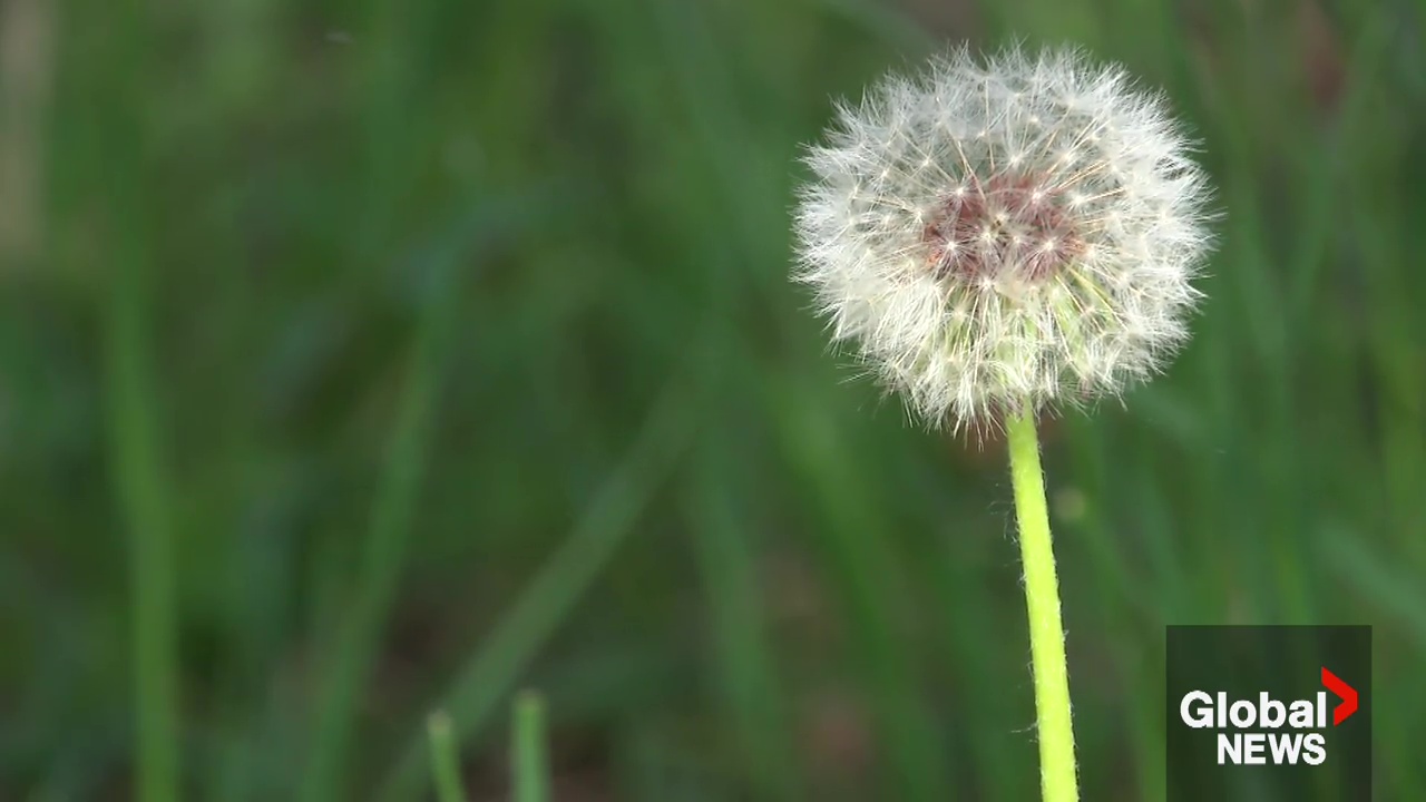 Late spring start, dry conditions to blame for more intense seasonal ...