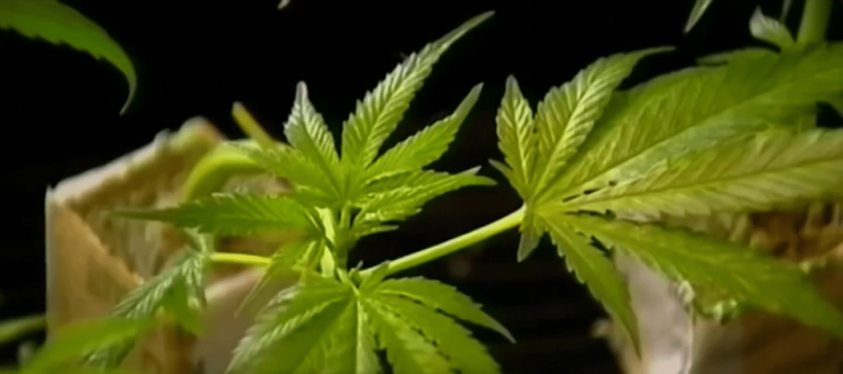 Proposition CB: What to know about LA City ballot measure