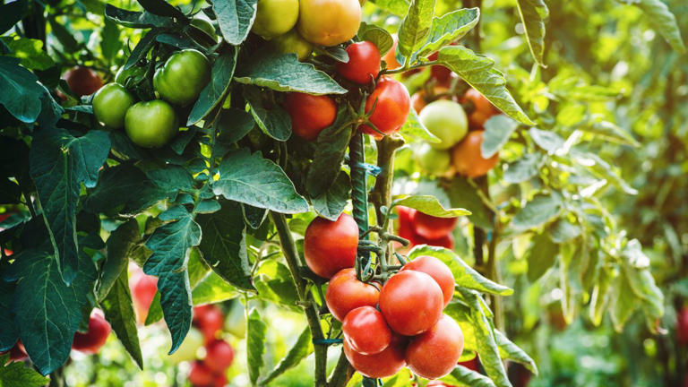 Will baking soda make your tomato plants taste sweeter? We asked an expert