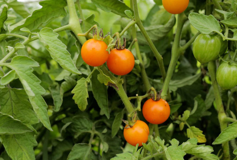 Will baking soda make your tomato plants taste sweeter? We asked an expert