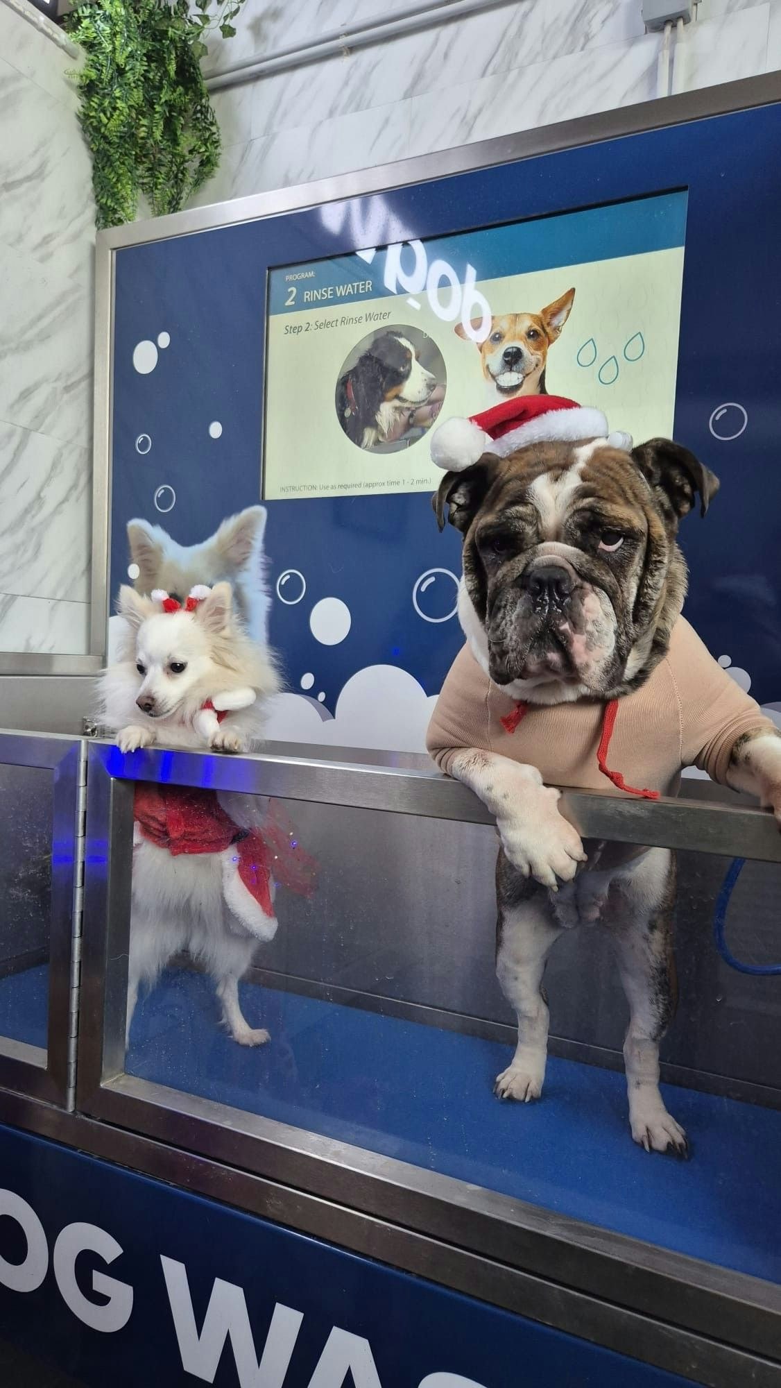 Einmal mit Floh- und Zeckenschutz: Wenn der Hund in Waschanlage muss