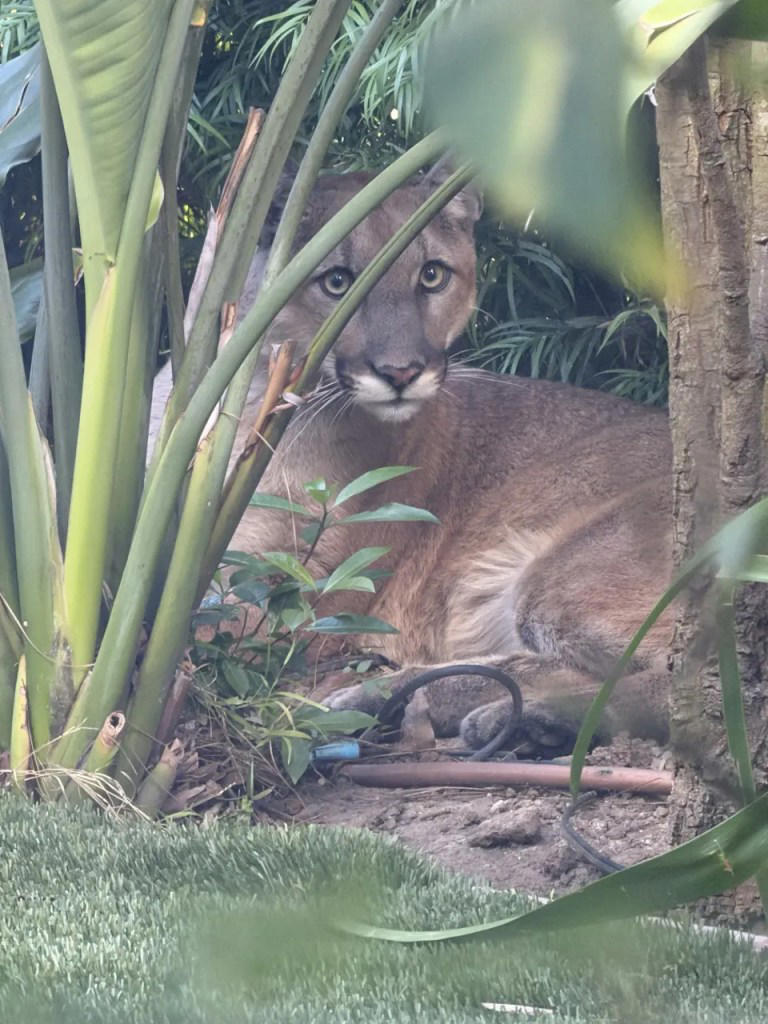 Santa Monica on lockdown after report of mountain lion in residential area