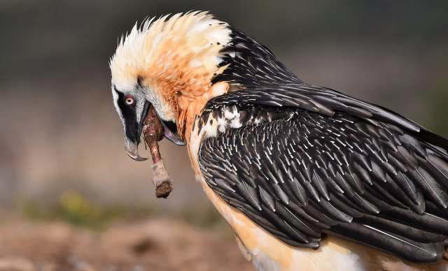 'Bone-breaker' vulture swallows massive bone whole in jaw-dropping video