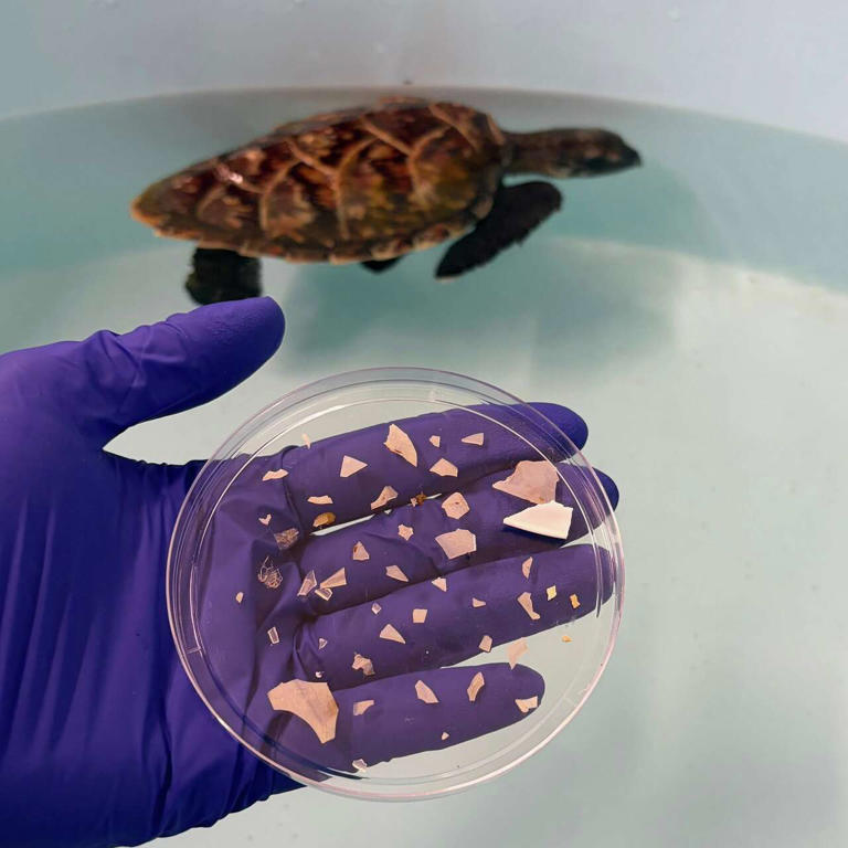 One of Texas' rarest sea turtles has now washed ashore twice in days