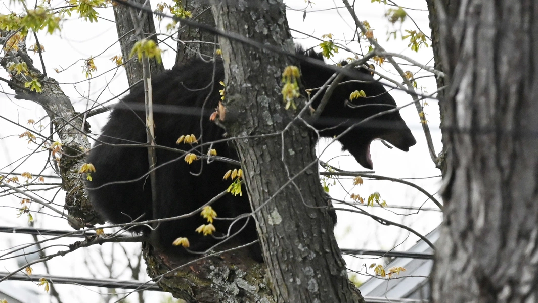 Close bear encounters and rare behavior caught on video