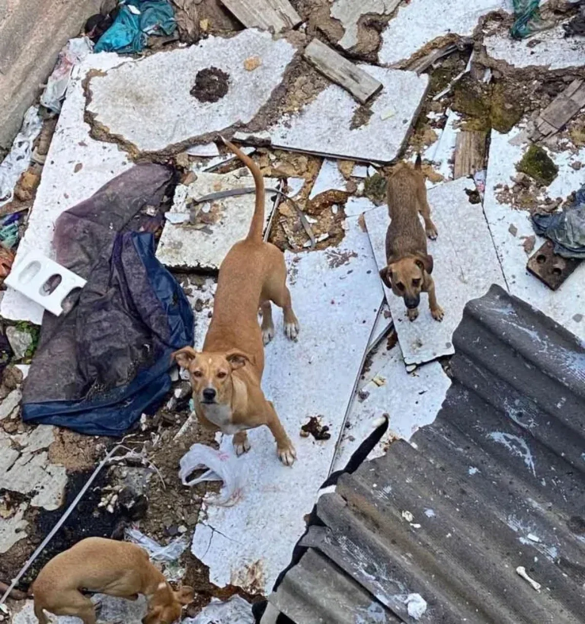 Oito cães são resgatados em situação de maus-tratos em Juiz de Fora