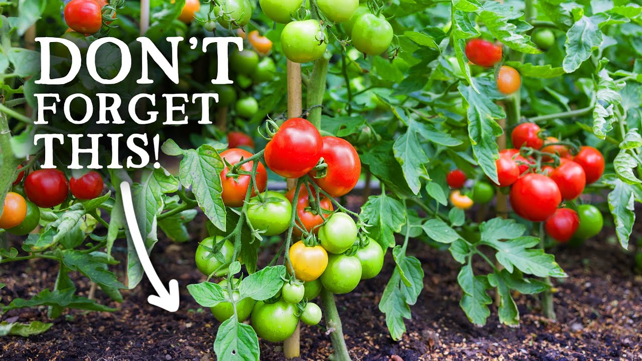 3 genius tips for tomato success!