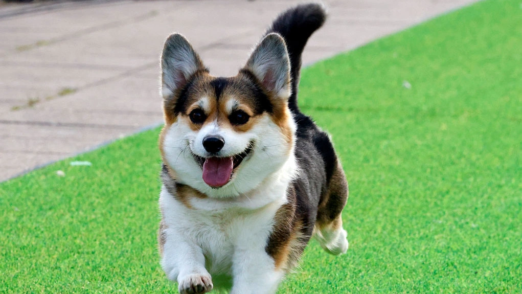 Corgi and husky best friends reunite as next-door neighbors