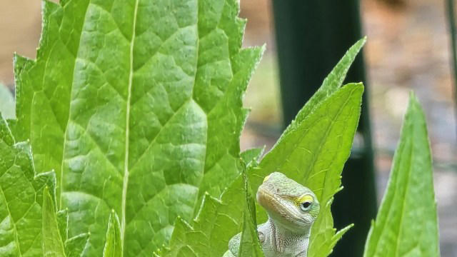 Homeowner spots a two-legged anole thriving in backyard native garden