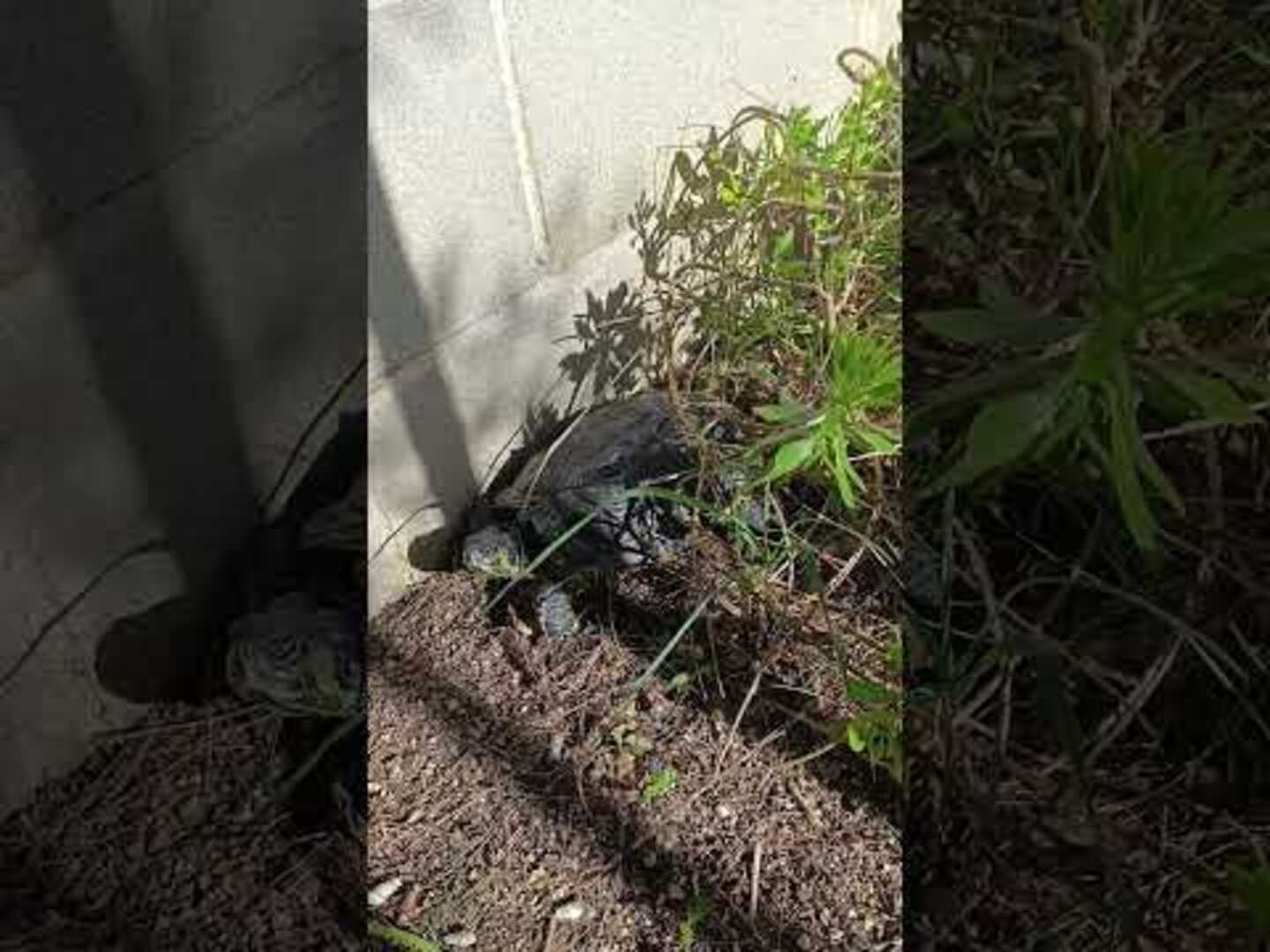 Turtle enjoys back scratch on outdoor walk