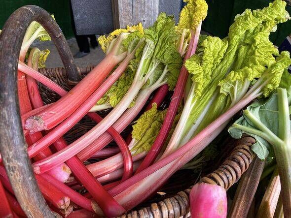 Gardeners growing rhubarb urged to remove one thing from plants immediately