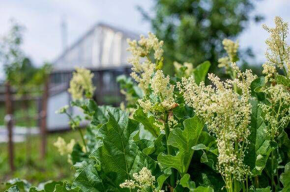Gardeners growing rhubarb urged to remove one thing from plants immediately