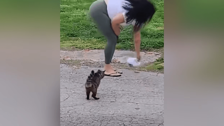 Delco woman charged with animal cruelty for allegedly pouring bleach on ...