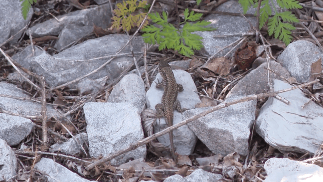 Here's why more Cincinnati-area residents are finding Lazarus lizards ...