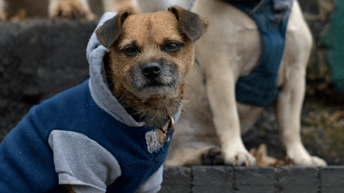 These are the 10 most exotic dogs in the world and their amazing ...