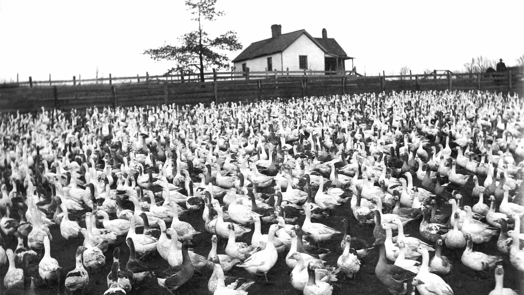Porch geese make nostalgic return as millennials embrace kitsch