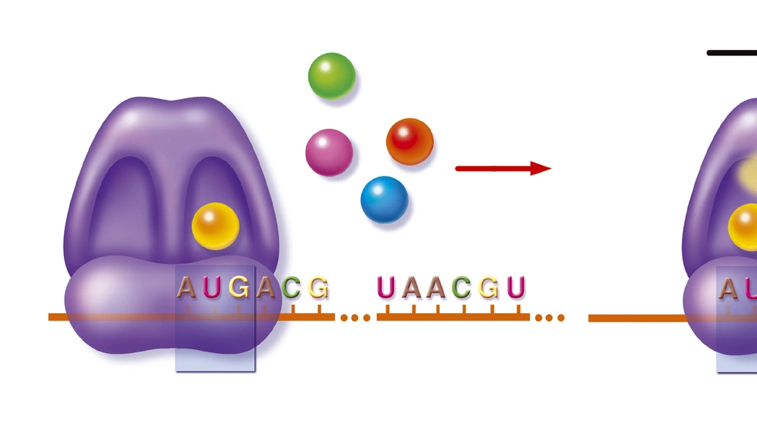 Scientists uncover how mitochondria pause protein production to aid ...