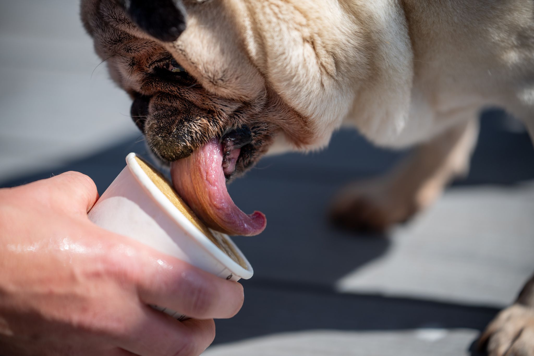 Wenn Eisdielen auf den Hund kommen