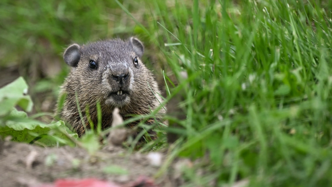 Keep groundhogs out of your garden naturally
