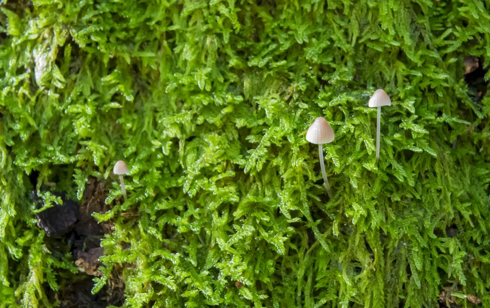 New research uncovers fungi's hidden role in Earth's ecosystems
