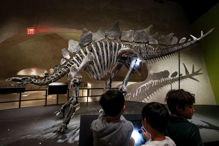 What it's like to sleep over at the American Museum of Natural History