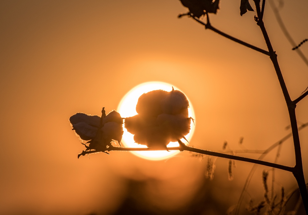USDA wants to make American cotton great again