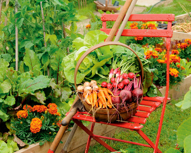 How to grow beets like a pro – expert tips for bigger, sweeter harvests