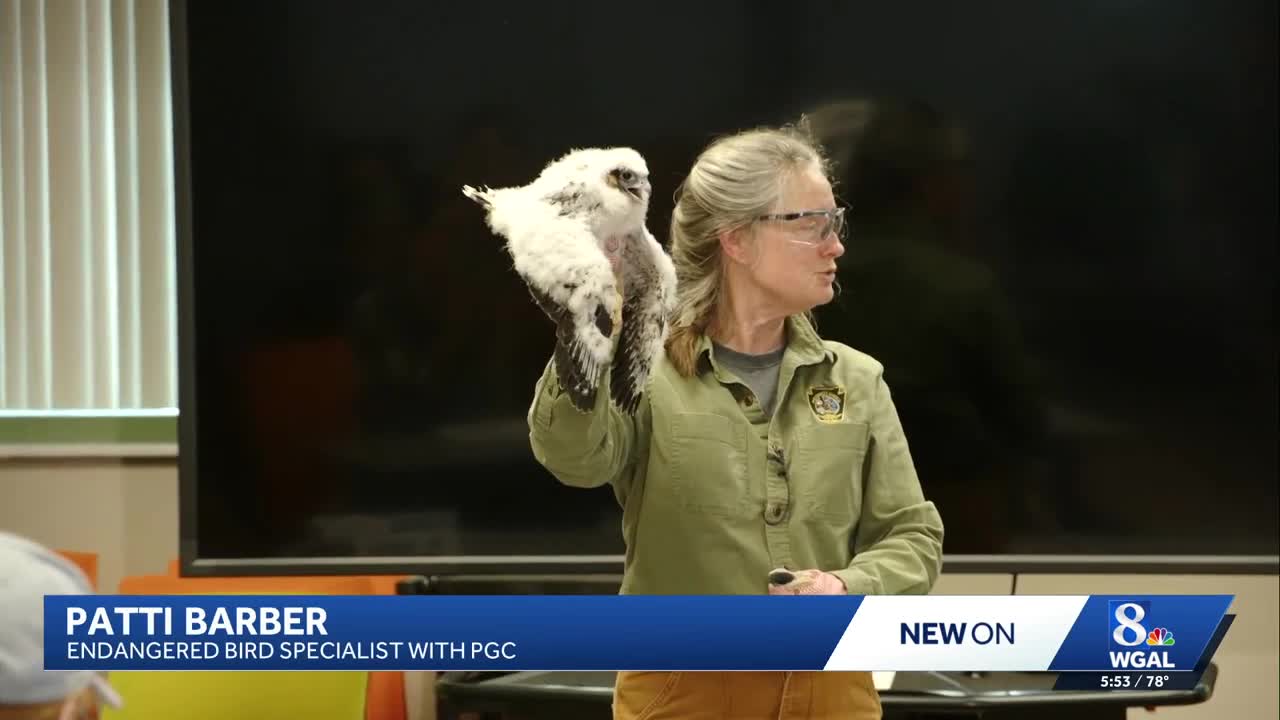 Peregrine falcon chicks banded at Harrisburg state office building