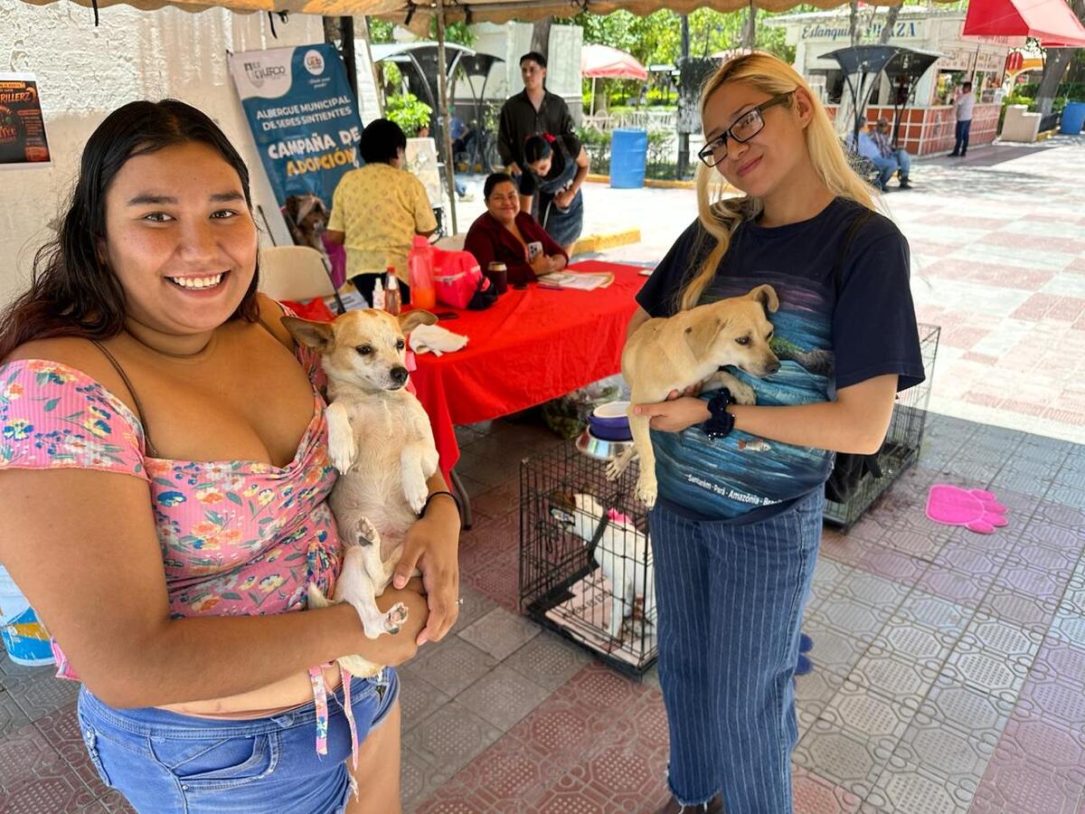 Mayoría de perros dados en adopción en Lerdo provienen de abandono o ...