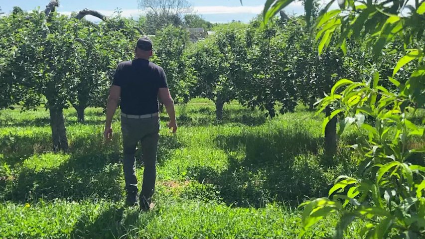 Emergency aid sought for Hudson Valley farms devastated by spring freeze