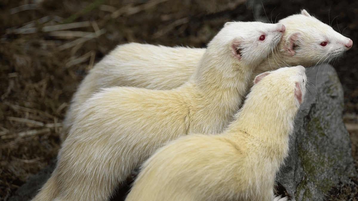 9 albino animals that surprise with their beauty and rarity in nature