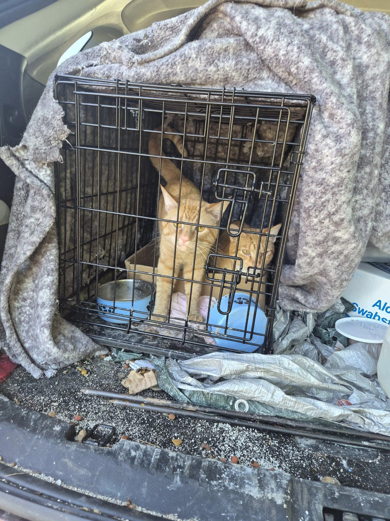 2 cats rescued after being locked in trunk by people who were 'watching ...