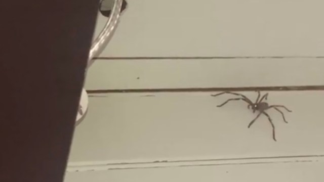 'What the hell is this?' Gigantic spider spotted on wall leaves viewers ...
