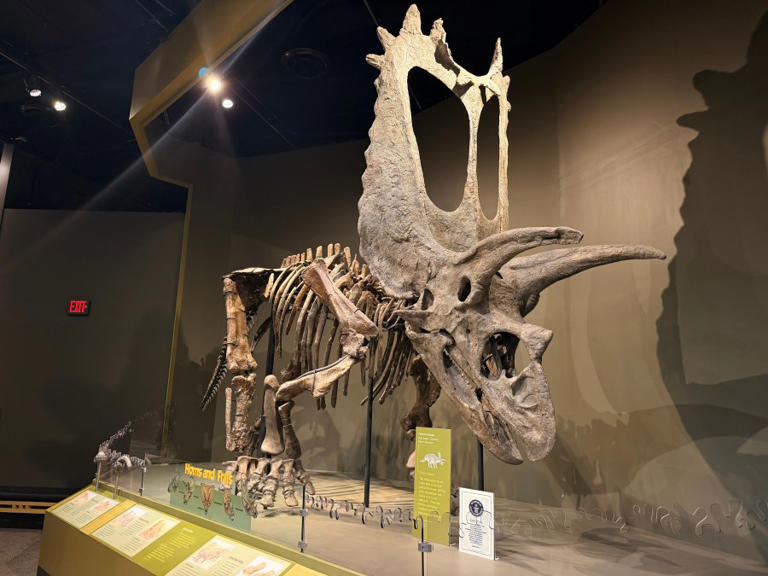World record fossil in Norman museum