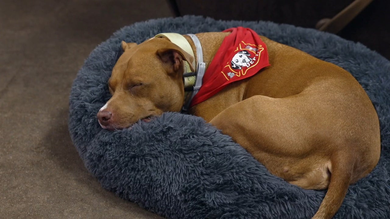 A dog's journey after being left at a Texas firehouse