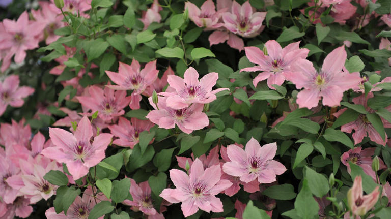 The pretty pink clematis variety that can grow against shrubs and trees