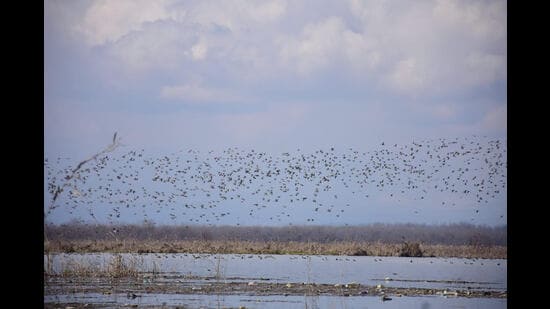 600 species and counting: J&K turning avian sanctuaries into eco ...