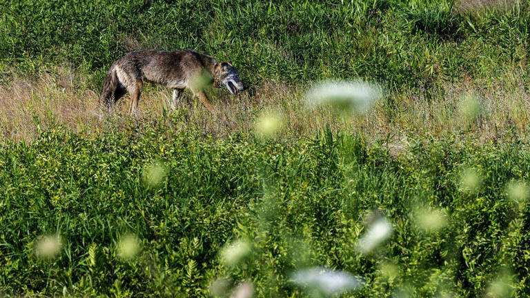 A red wolf and a dog and bears, oh my. Our photographers captured these ...