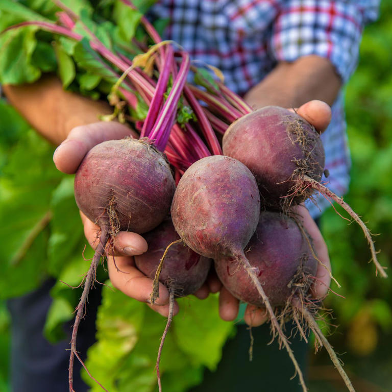 How to grow beets like a pro – expert tips for bigger, sweeter harvests