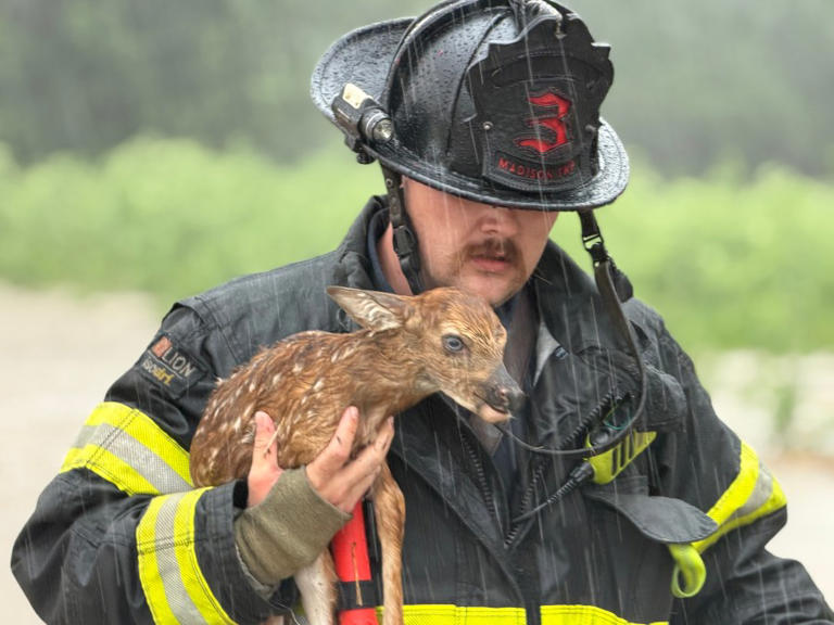 Watch: Fire crews save fawn stuck in raging floodwaters