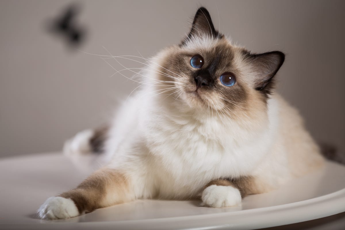 The cutest cat breeds of all time