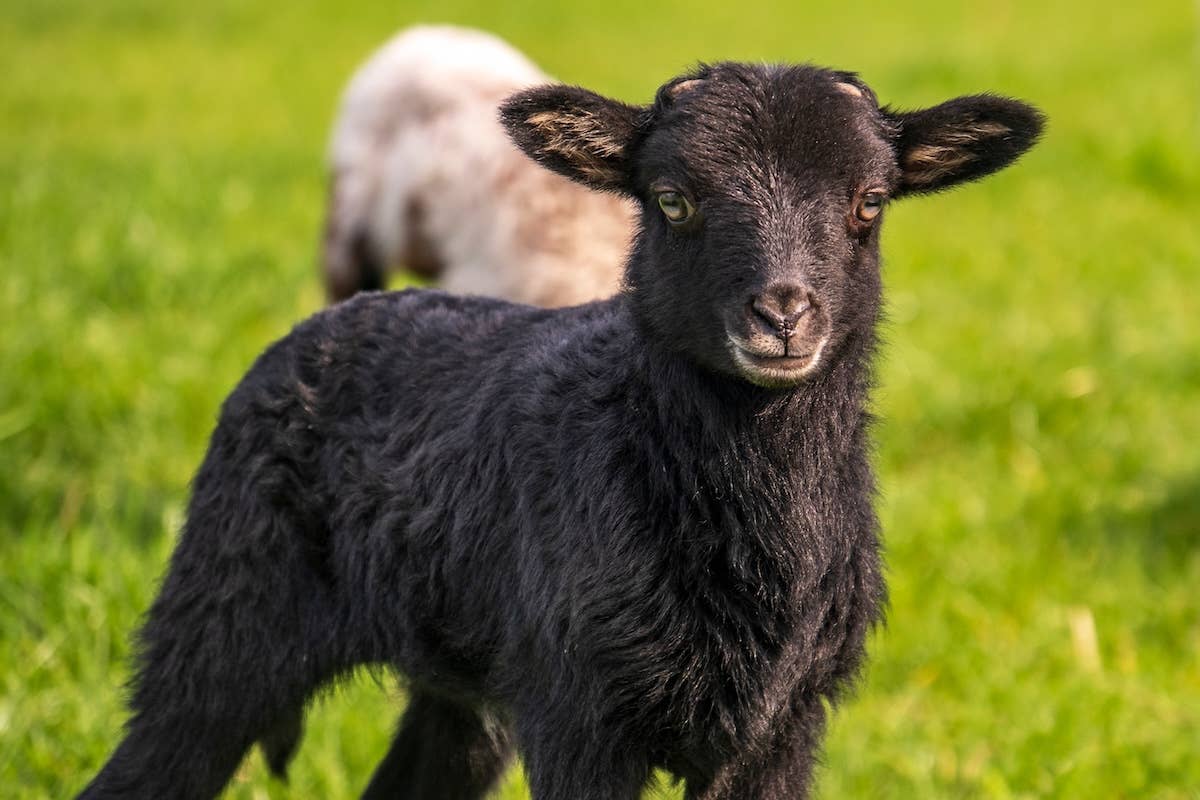 This talented lamb shows off amazing tricks that will make you smile