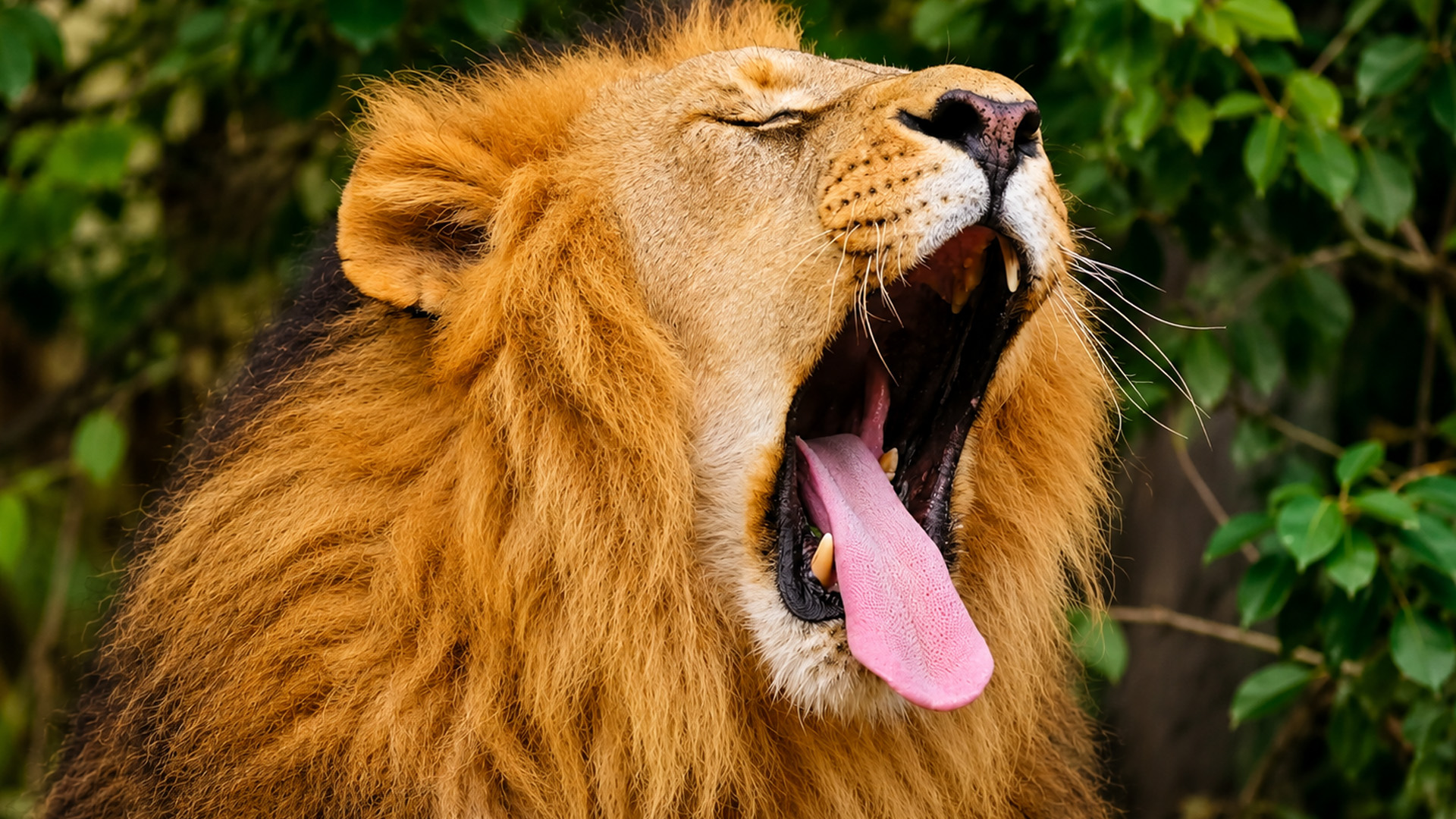 Wildlife camera captures the king of the savanna up close